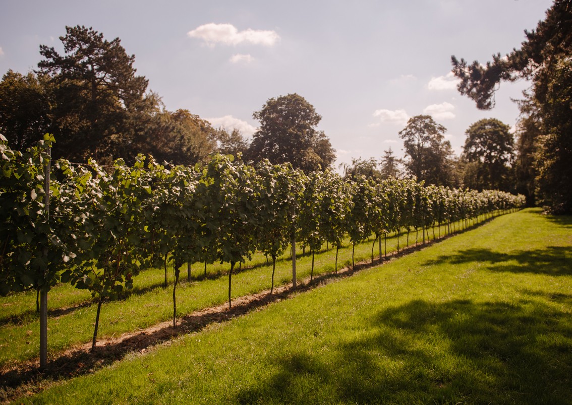 Our Story - The Mount Vineyard : The Mount Vineyard