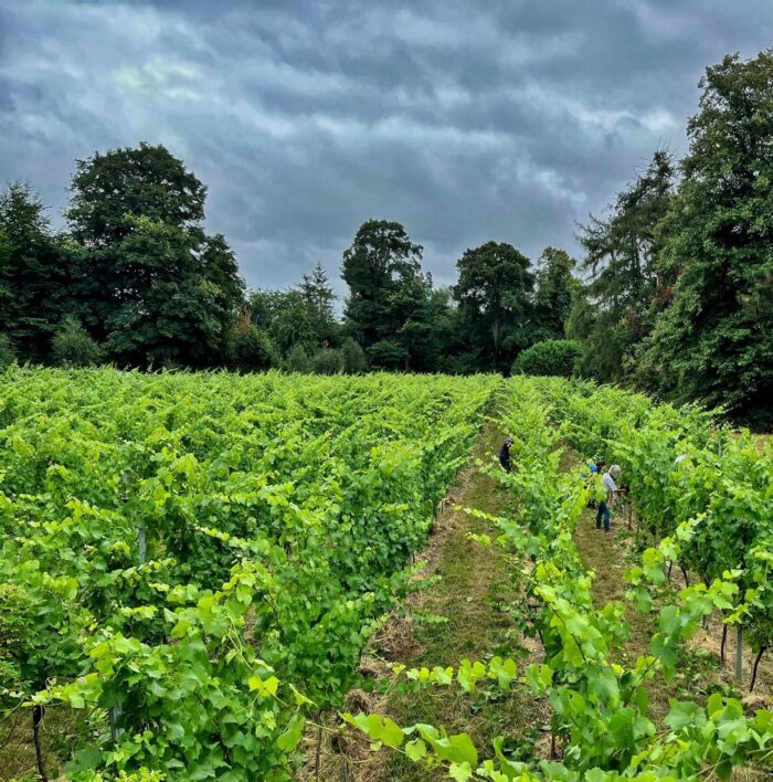 Upcoming Events - The Mount Vineyard : The Mount Vineyard